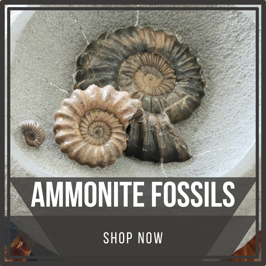 Ammonites — In Stone Fossils