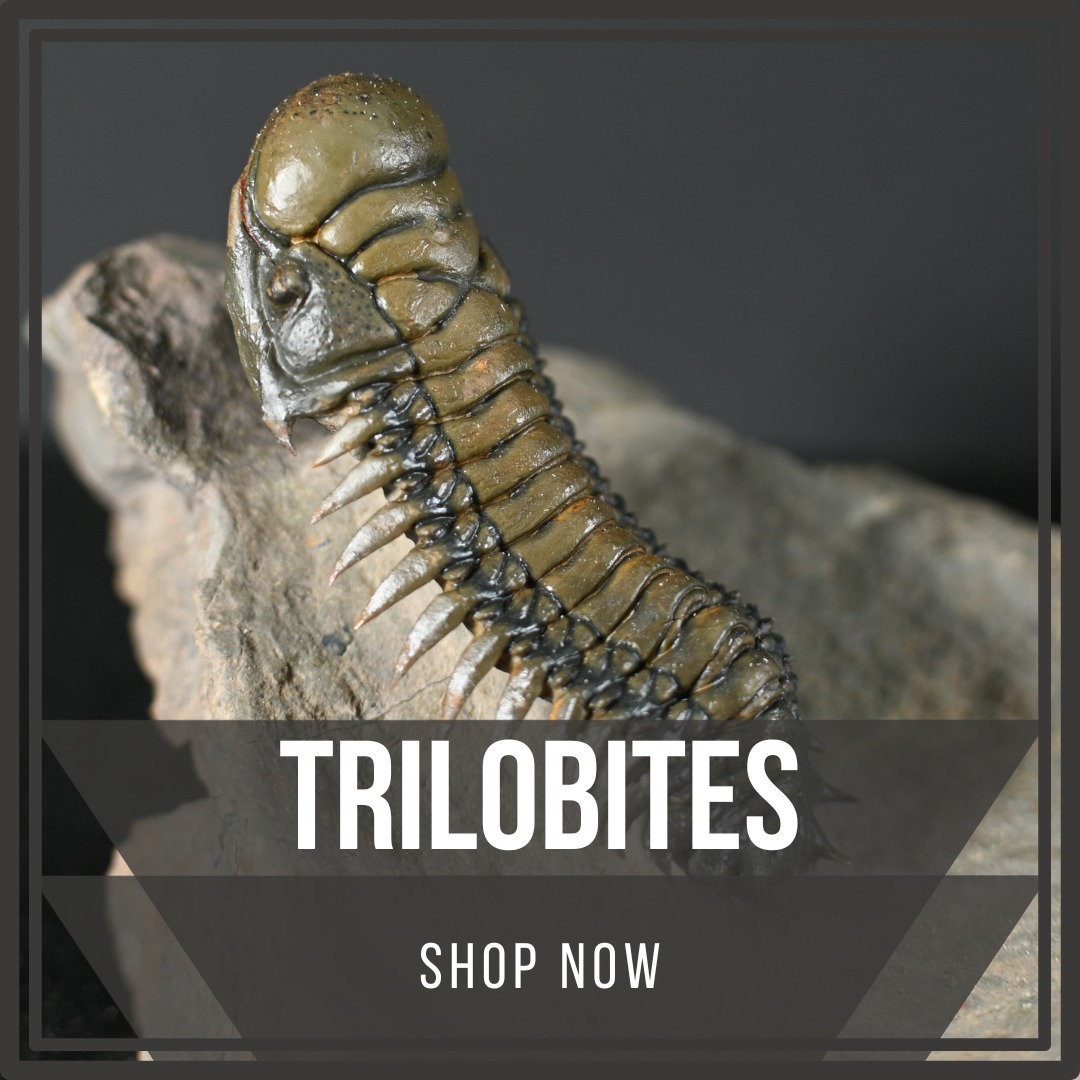 Authentic Trilobite Fossils For Sale | InStoneFossils.com — In Stone ...