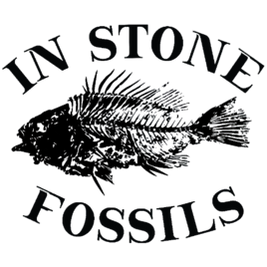 Fossils For Sale | Authenticity Guaranteed — In Stone Fossils