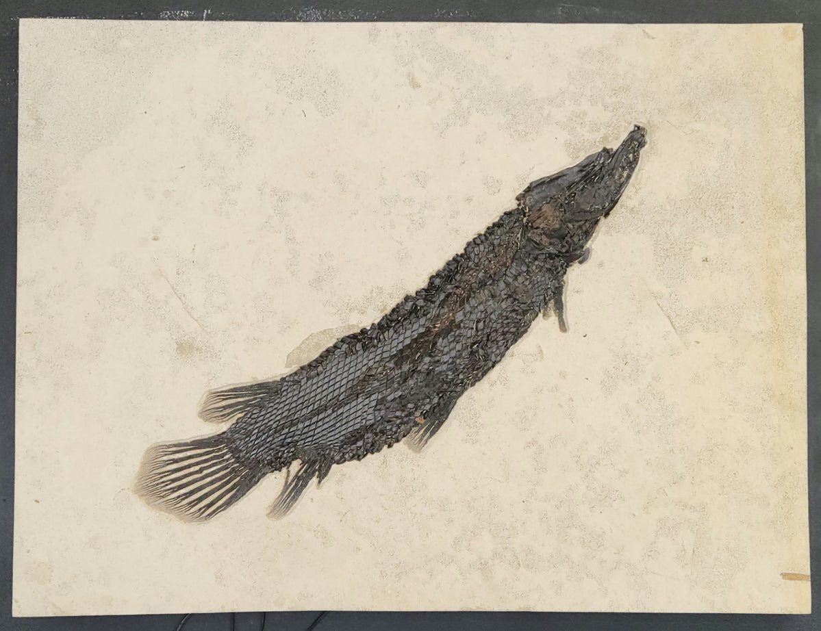 Garfish | Atractosteus simplex | Green River Formation | Wyoming ...