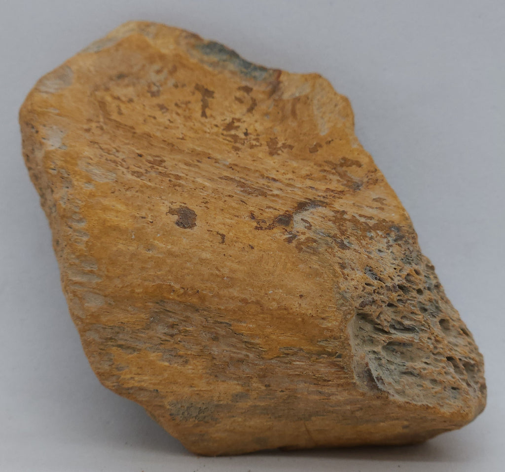 Dinosaur Fossils For Sale | InStoneFossils.com — In Stone Fossils