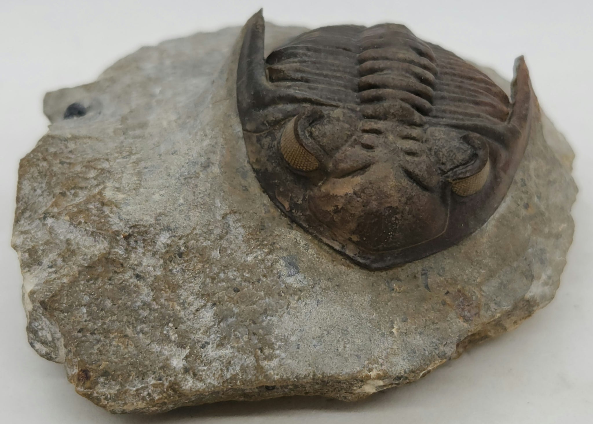 Authentic Trilobite Fossils For Sale | InStoneFossils.com — In Stone ...