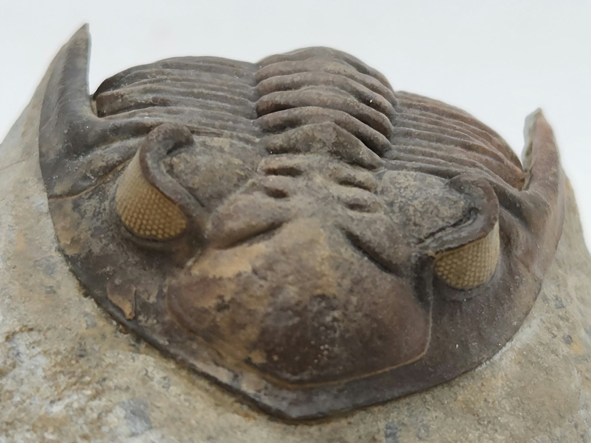 Authentic Trilobite Fossils For Sale | InStoneFossils.com — In Stone ...
