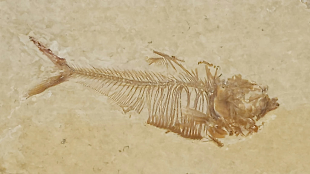 Fossil Fish — In Stone Fossils