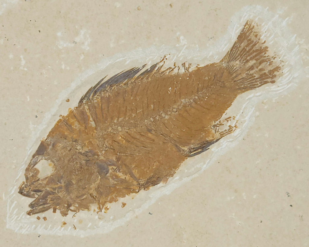 Fossil Fish — In Stone Fossils