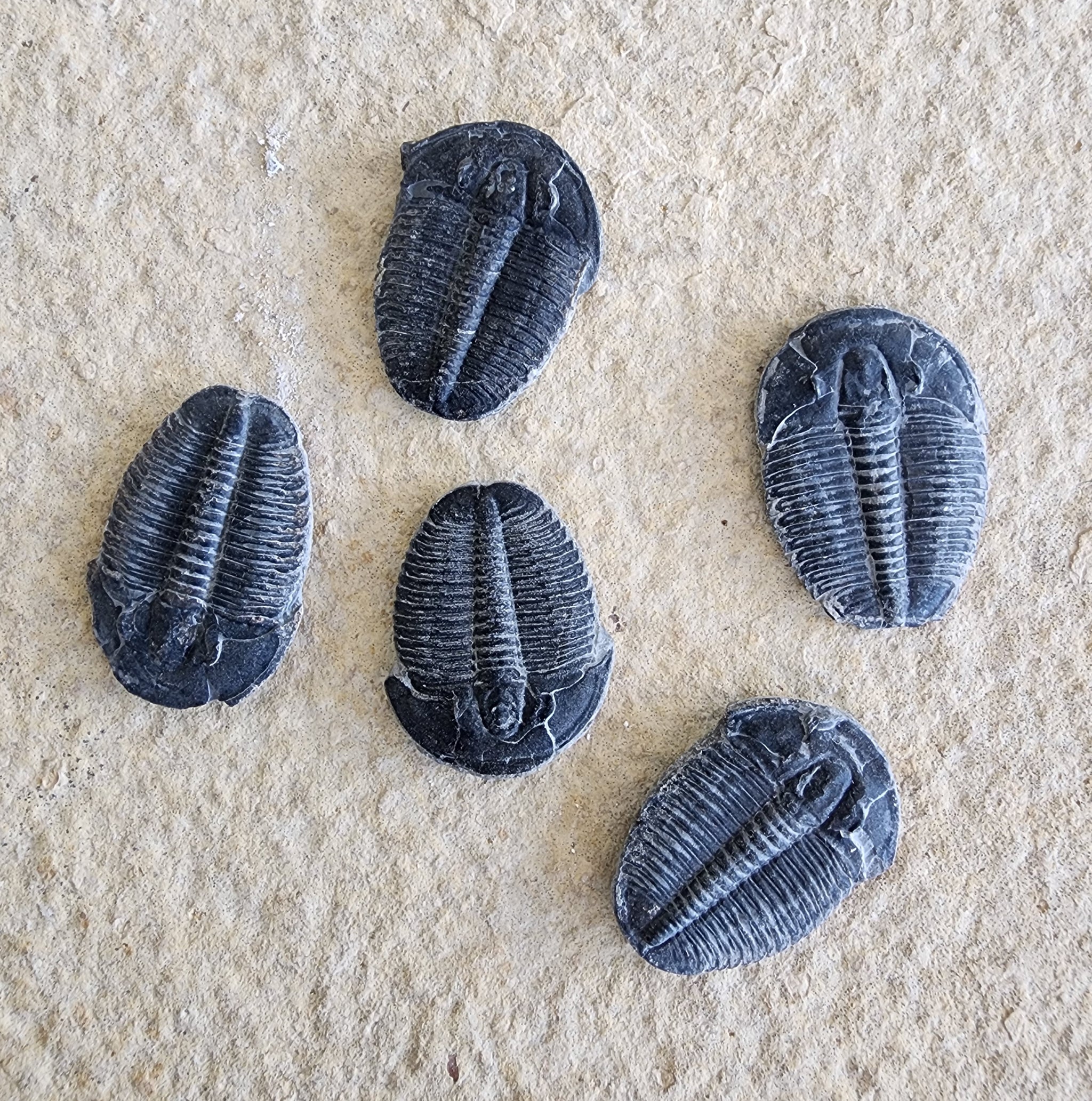 Authentic Trilobite Fossils For Sale | InStoneFossils.com — In Stone ...