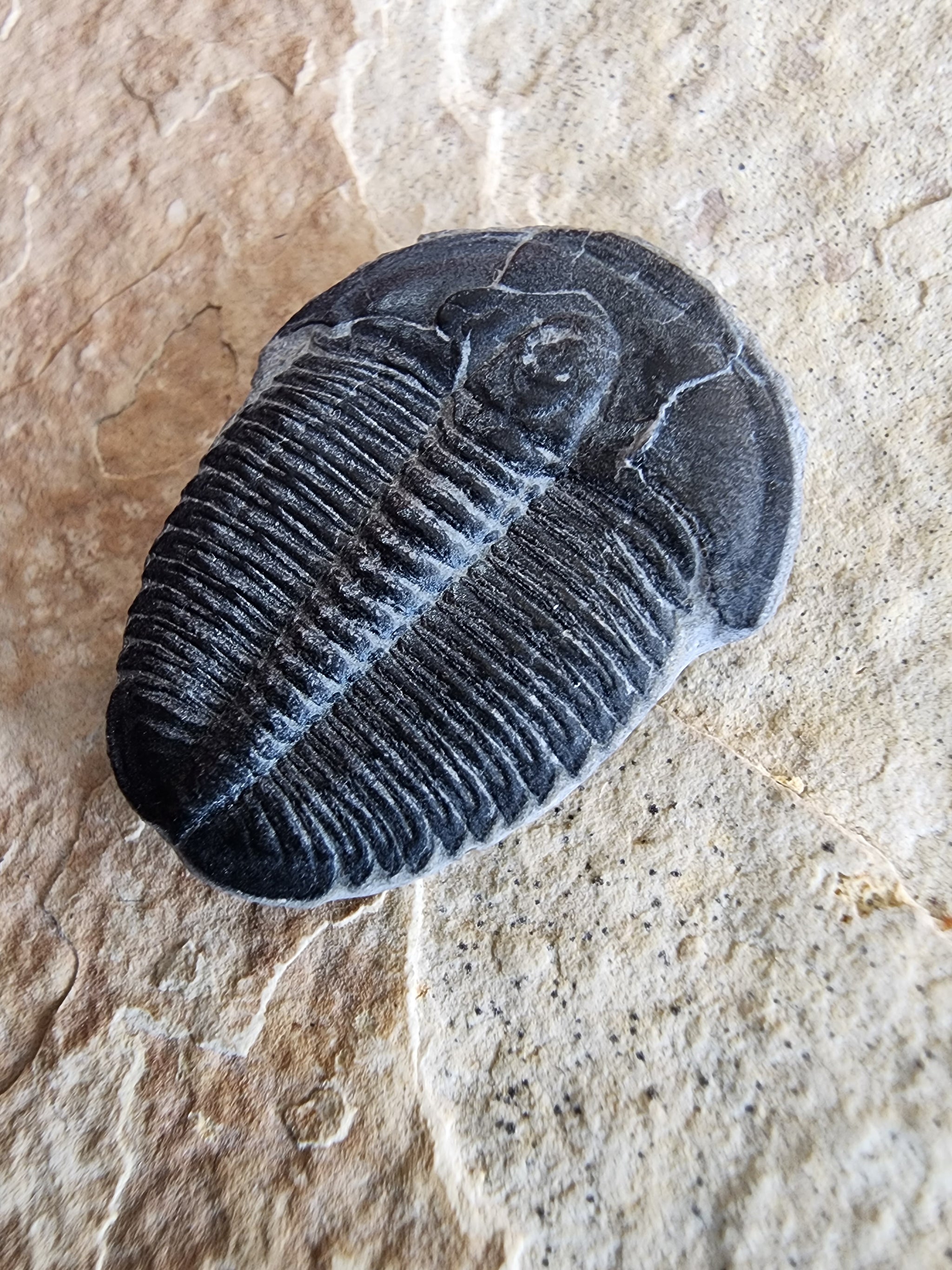 Authentic Trilobite Fossils For Sale | InStoneFossils.com — In Stone ...
