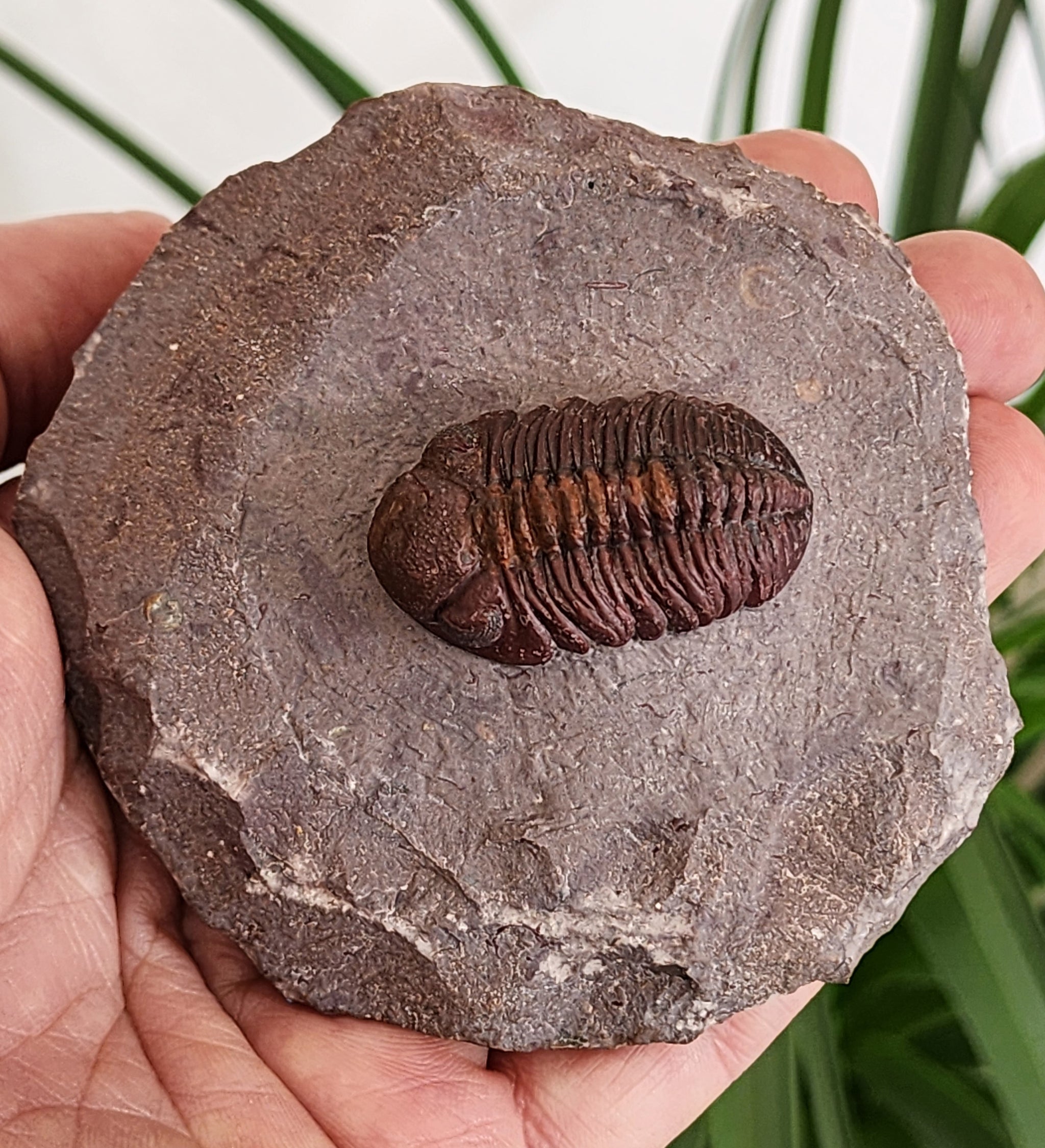 Authentic Trilobite Fossils For Sale | InStoneFossils.com — In Stone ...