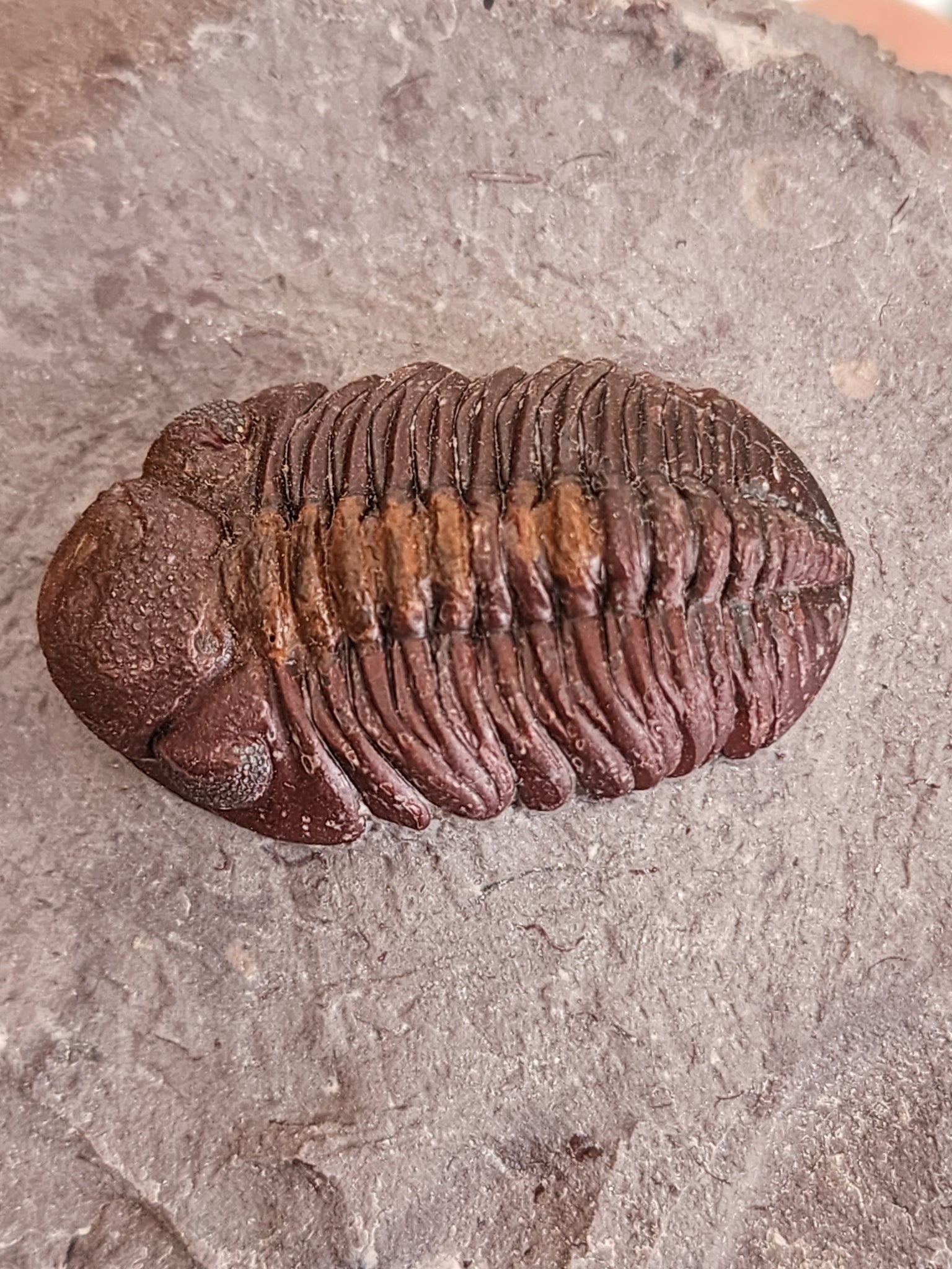 Authentic Trilobite Fossils For Sale | InStoneFossils.com — In Stone ...