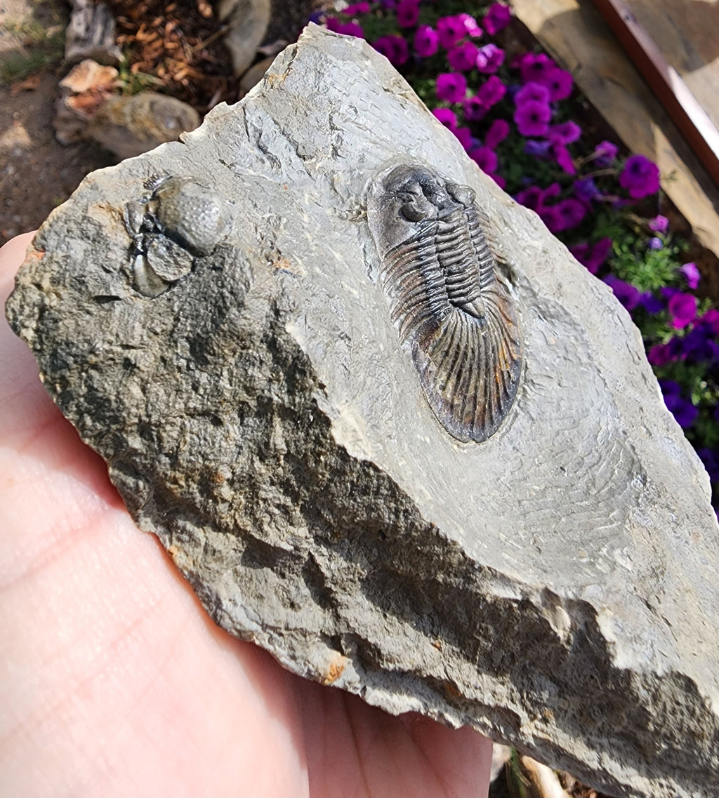Authentic Trilobite Fossils For Sale | InStoneFossils.com — In Stone ...