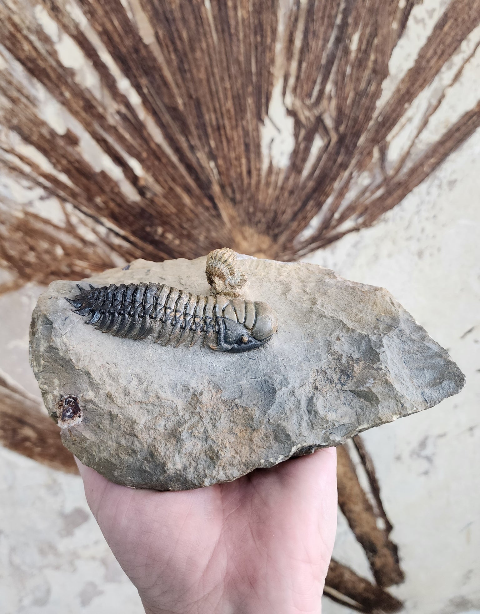 Authentic Trilobite Fossils For Sale | InStoneFossils.com — In Stone ...