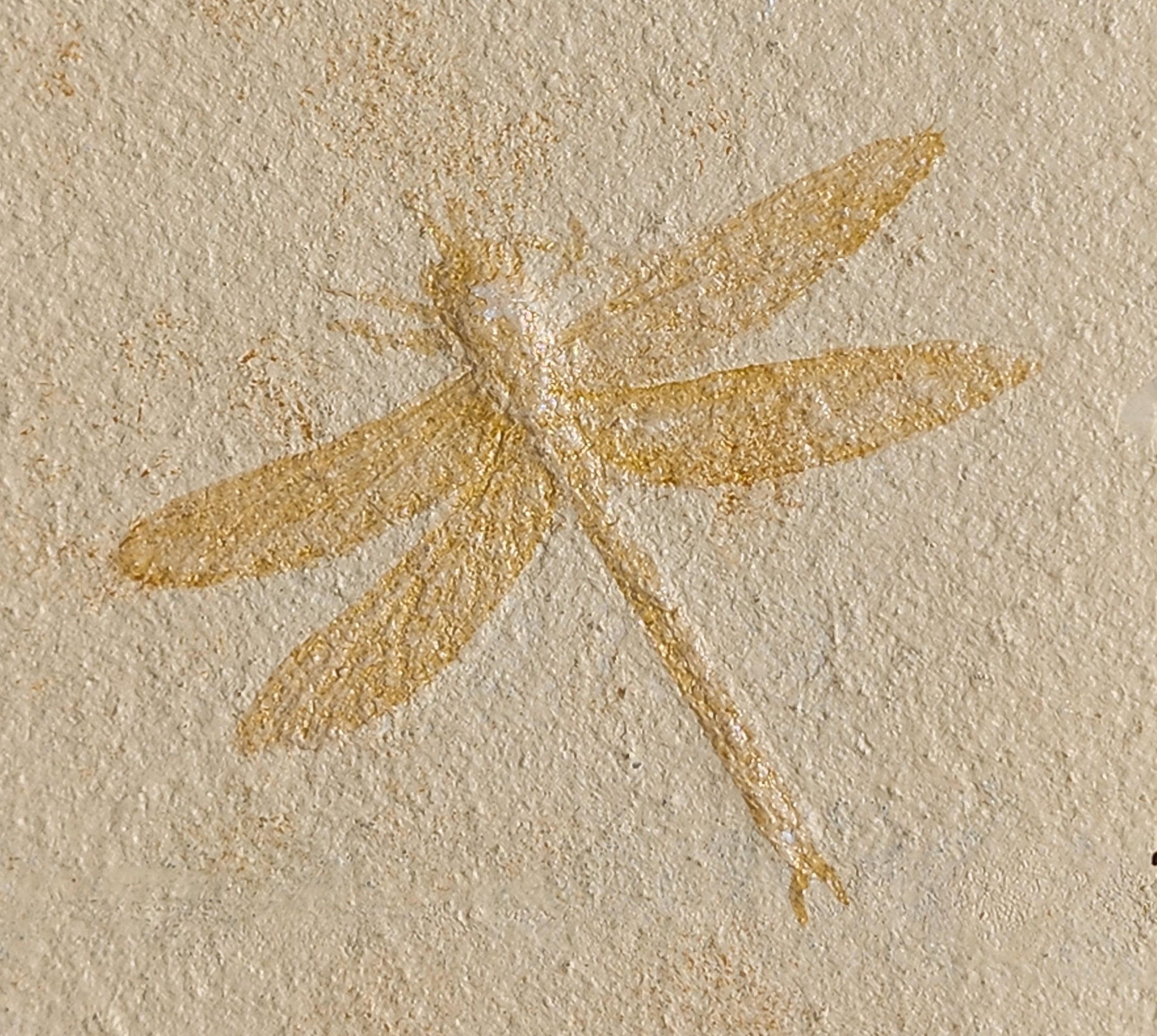 Plant & Insect Fossils — In Stone Fossils