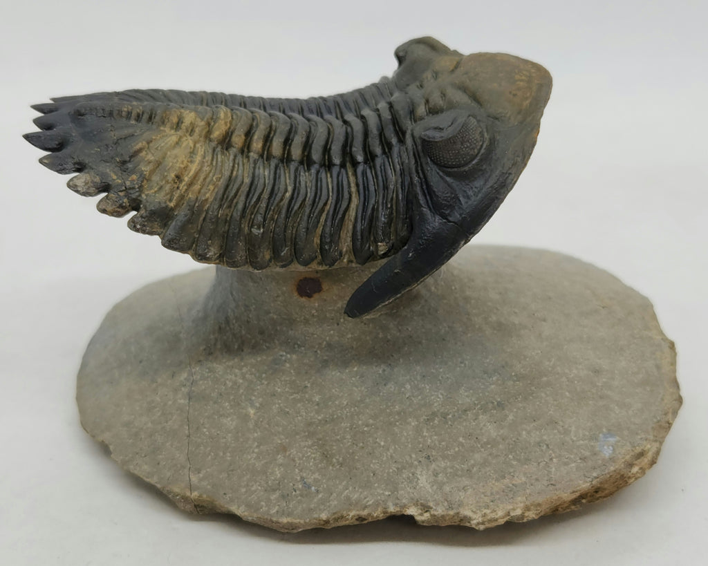 Authentic Trilobite Fossils For Sale | InStoneFossils.com — In Stone ...