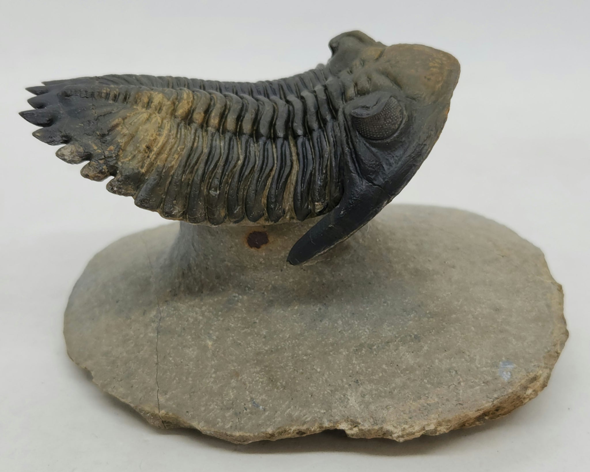 Authentic Trilobite Fossils For Sale | InStoneFossils.com — In Stone ...