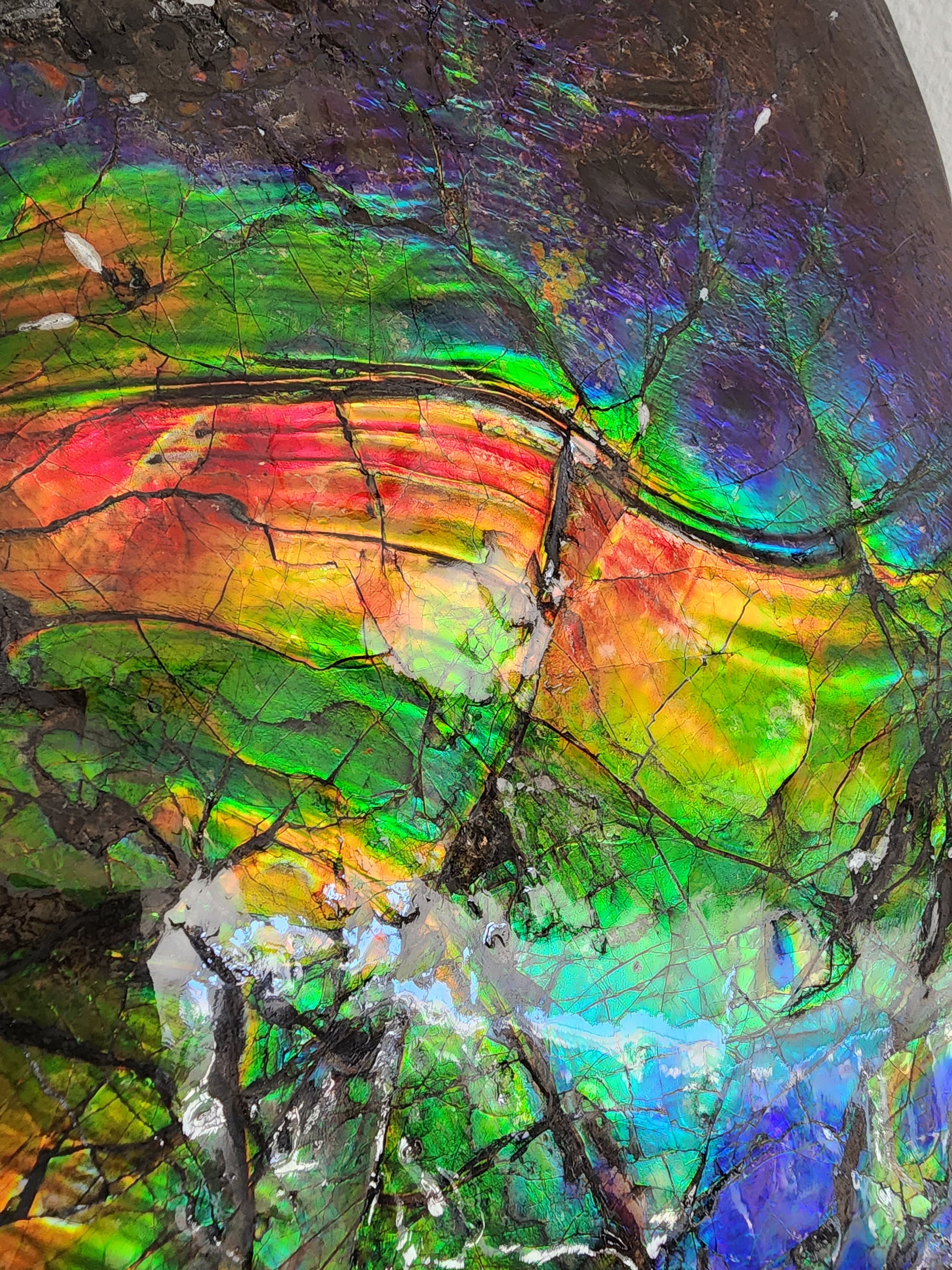 Fossils For Sale | Authenticity Guaranteed — In Stone Fossils