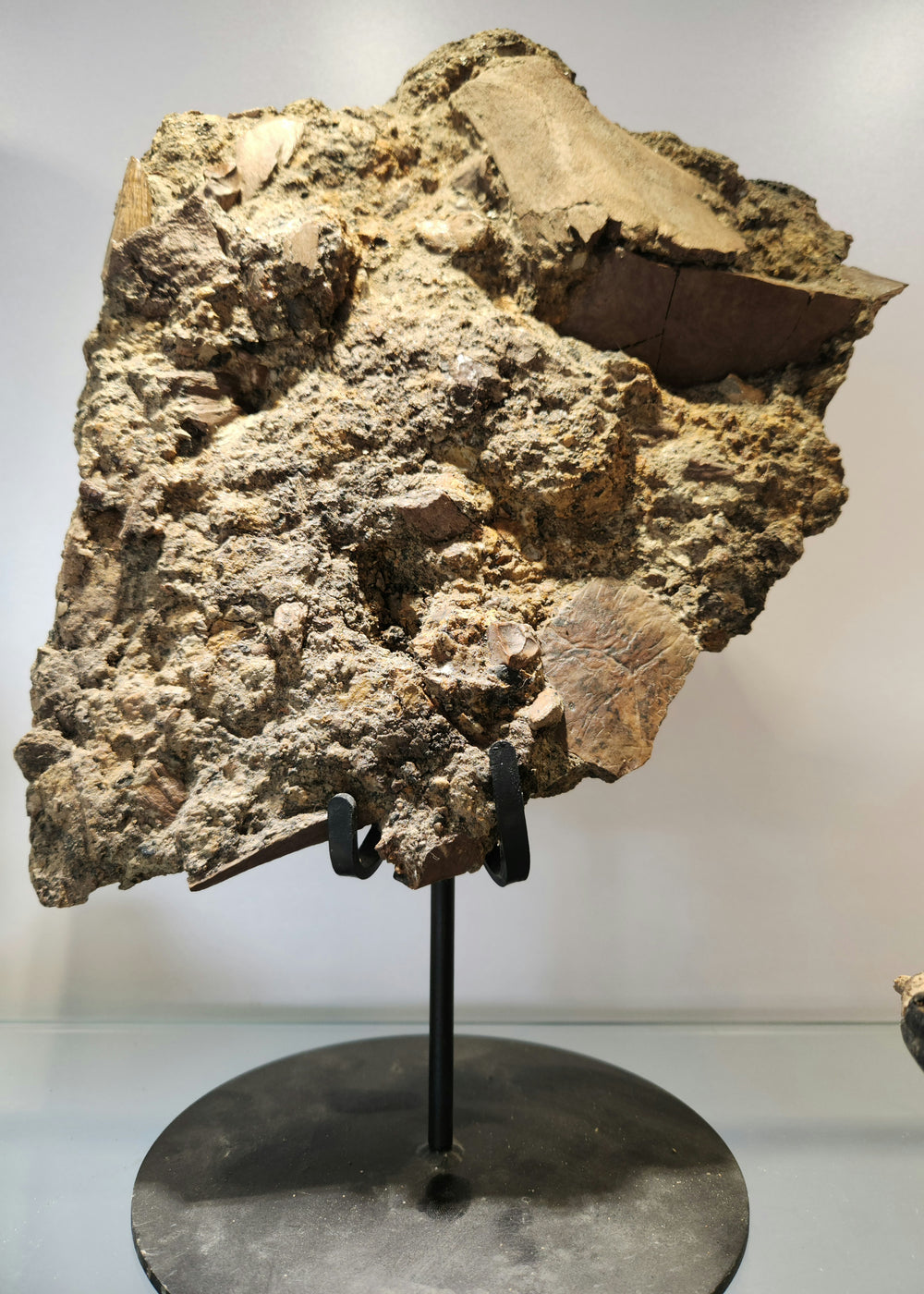 Ceratopsian Teeth in Matrix | Aguja Formation 7951281389790 — In Stone ...