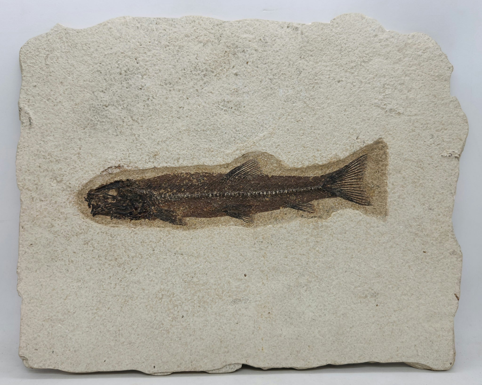 Green River Formation Fossils — In Stone Fossils