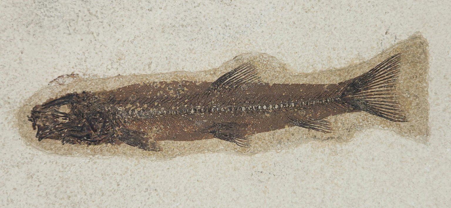 Green River Formation Fossils — In Stone Fossils