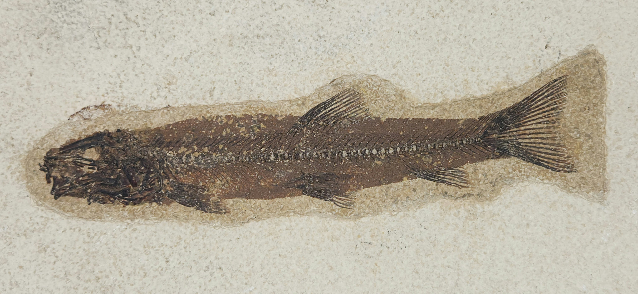 Green River Formation Fossils — In Stone Fossils