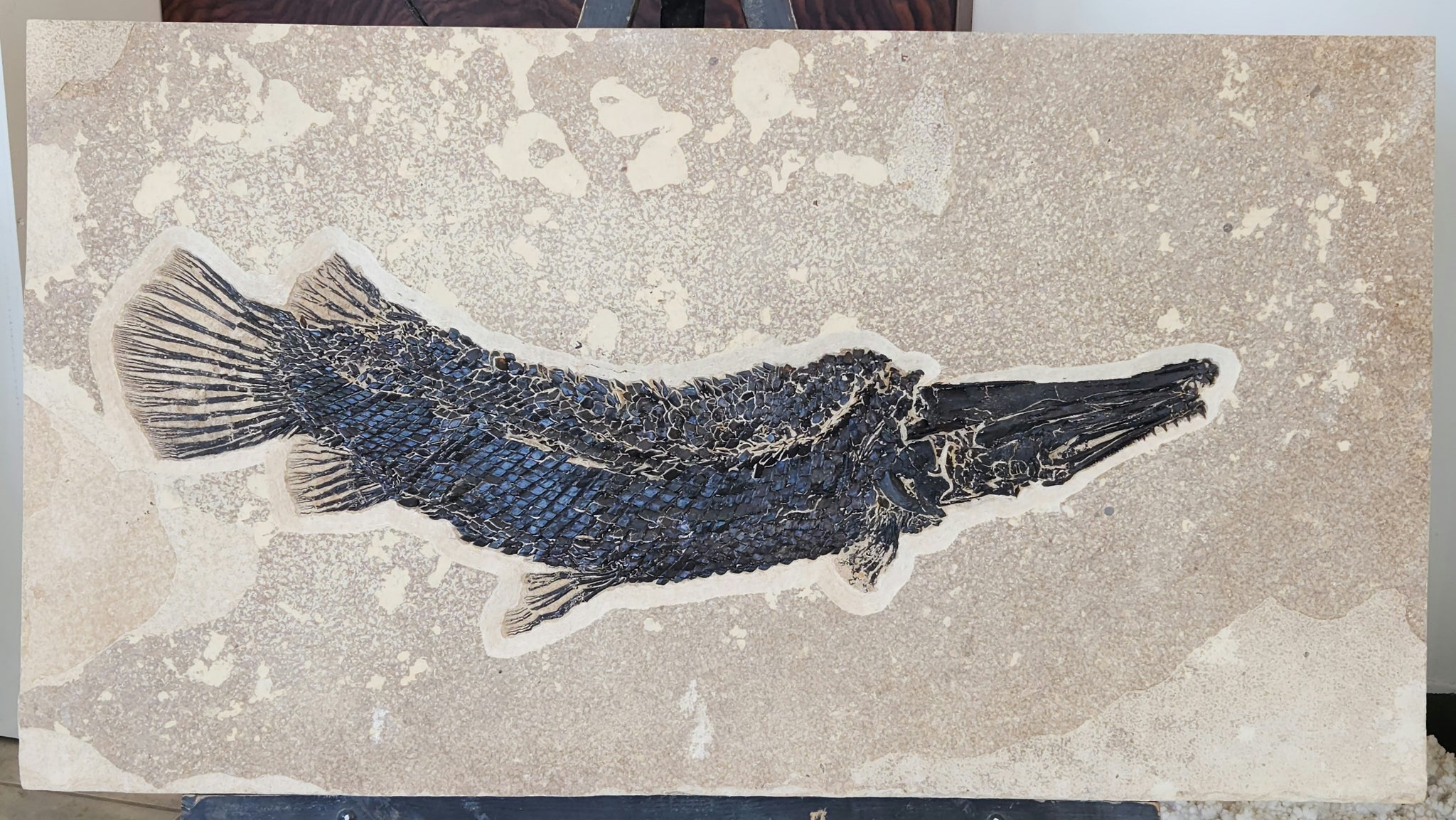 Green River Formation Fossils — In Stone Fossils