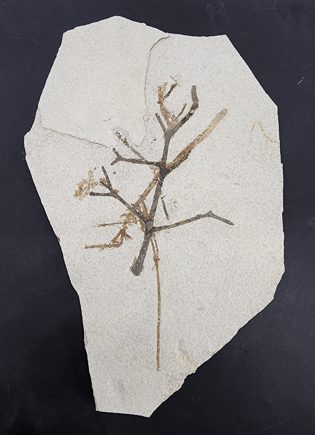Plant & Insect Fossils — In Stone Fossils