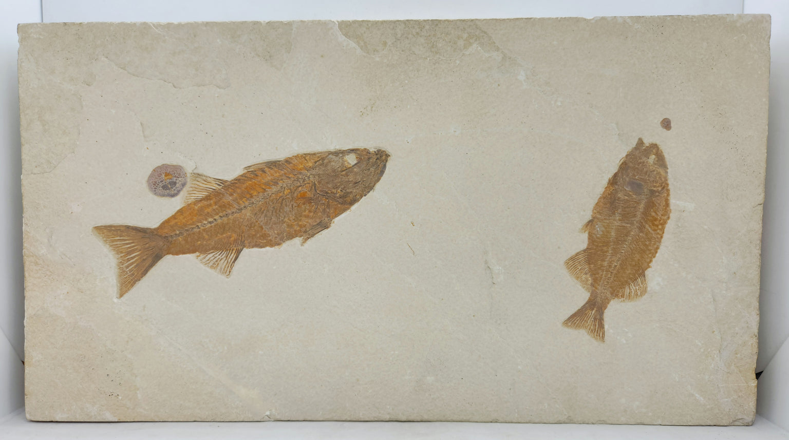 Green River Formation Fossils — In Stone Fossils