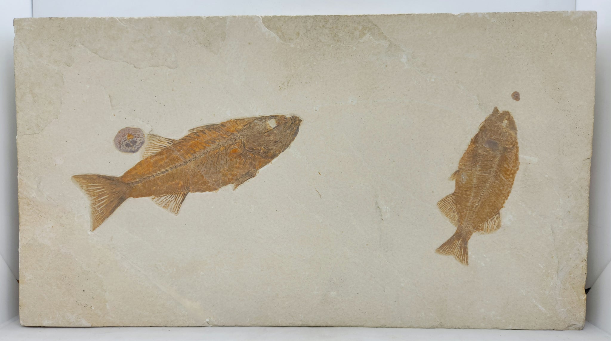 Green River Formation Fossils — In Stone Fossils