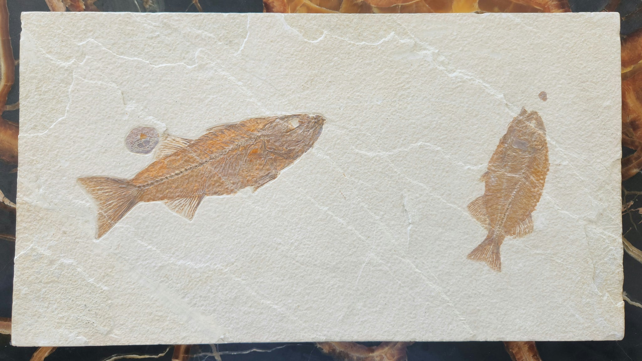 Green River Formation Fossils — In Stone Fossils