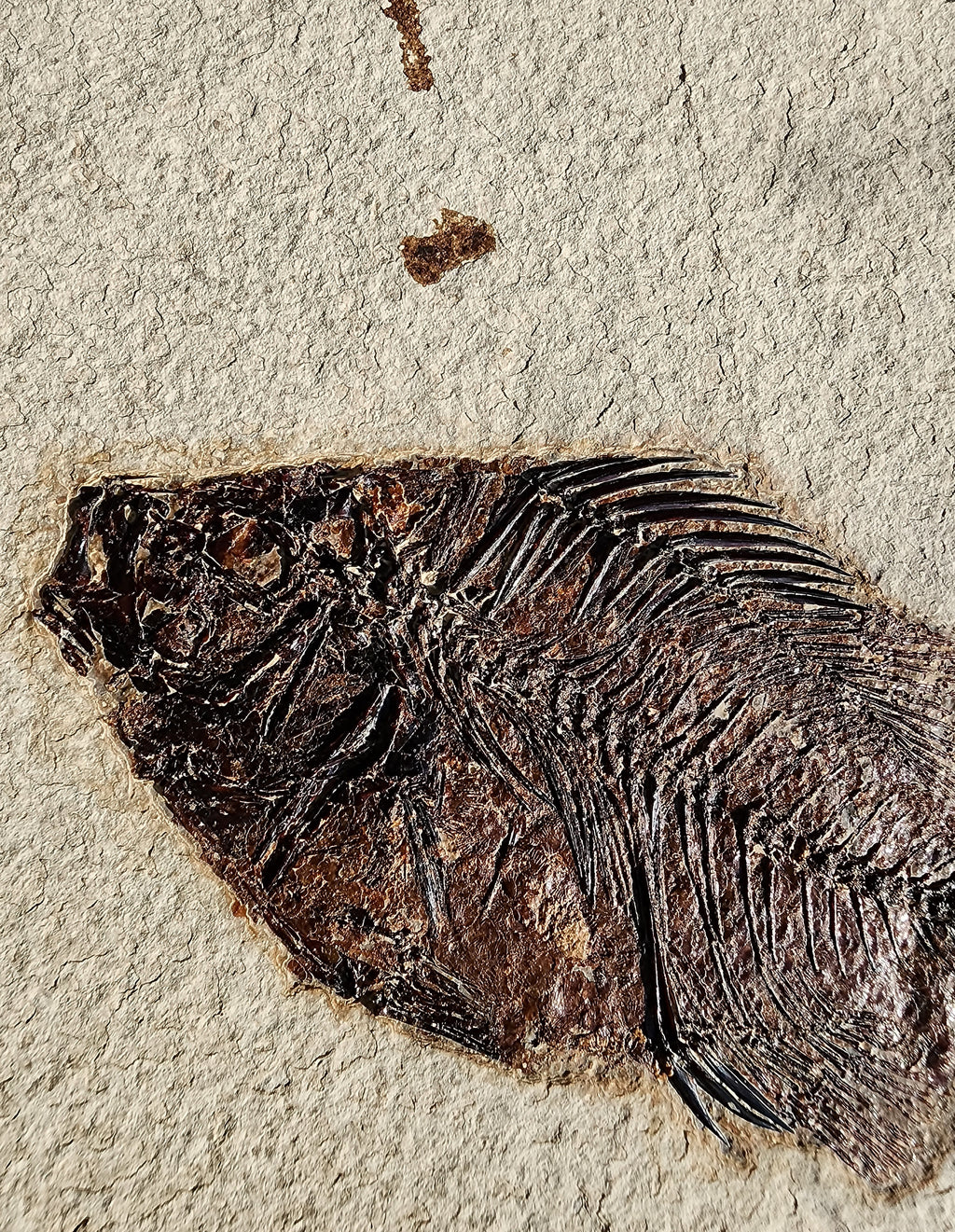 Fossil Fish — In Stone Fossils