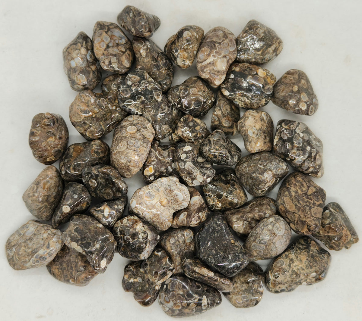 Wyoming Turritella Tumbled Stones 7547377647838 — In Stone Fossils