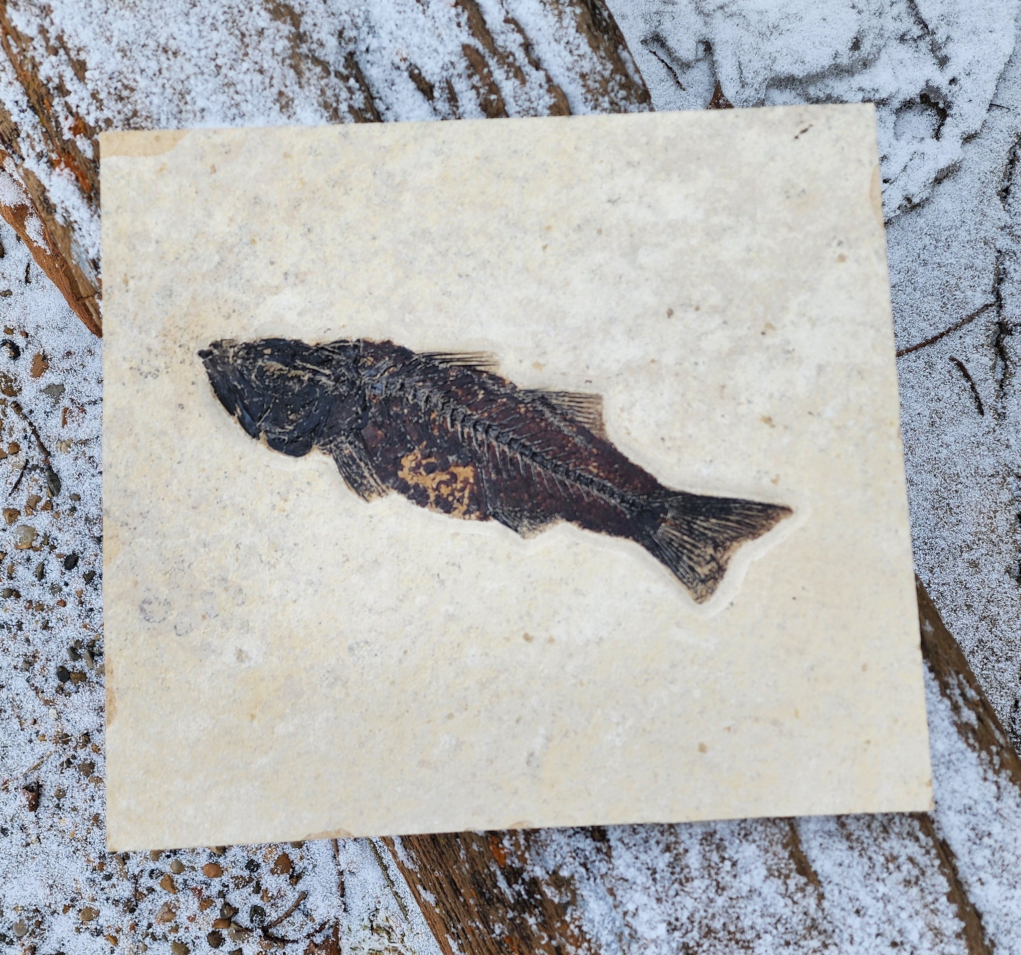 Products — In Stone Fossils