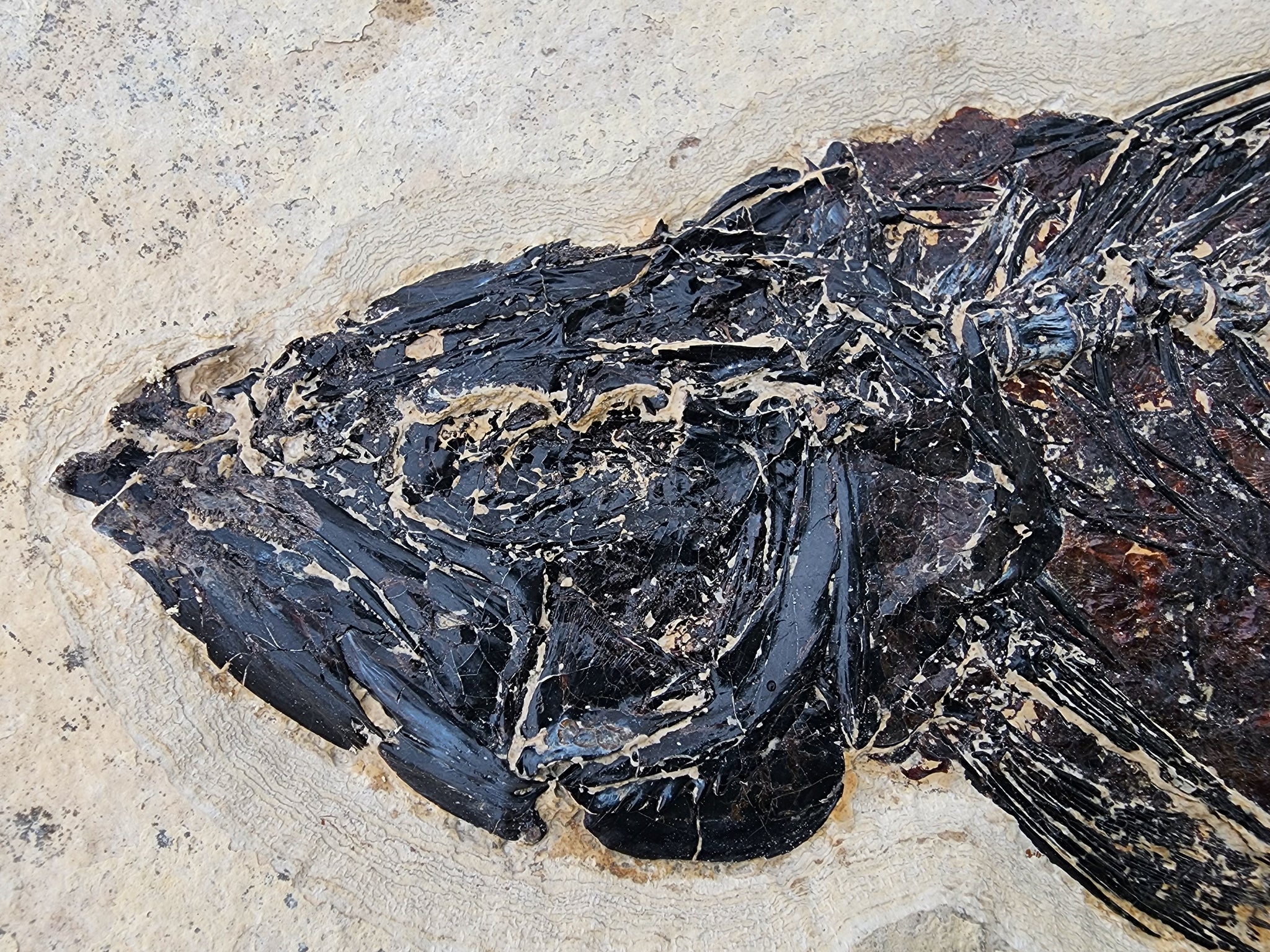 Products — In Stone Fossils