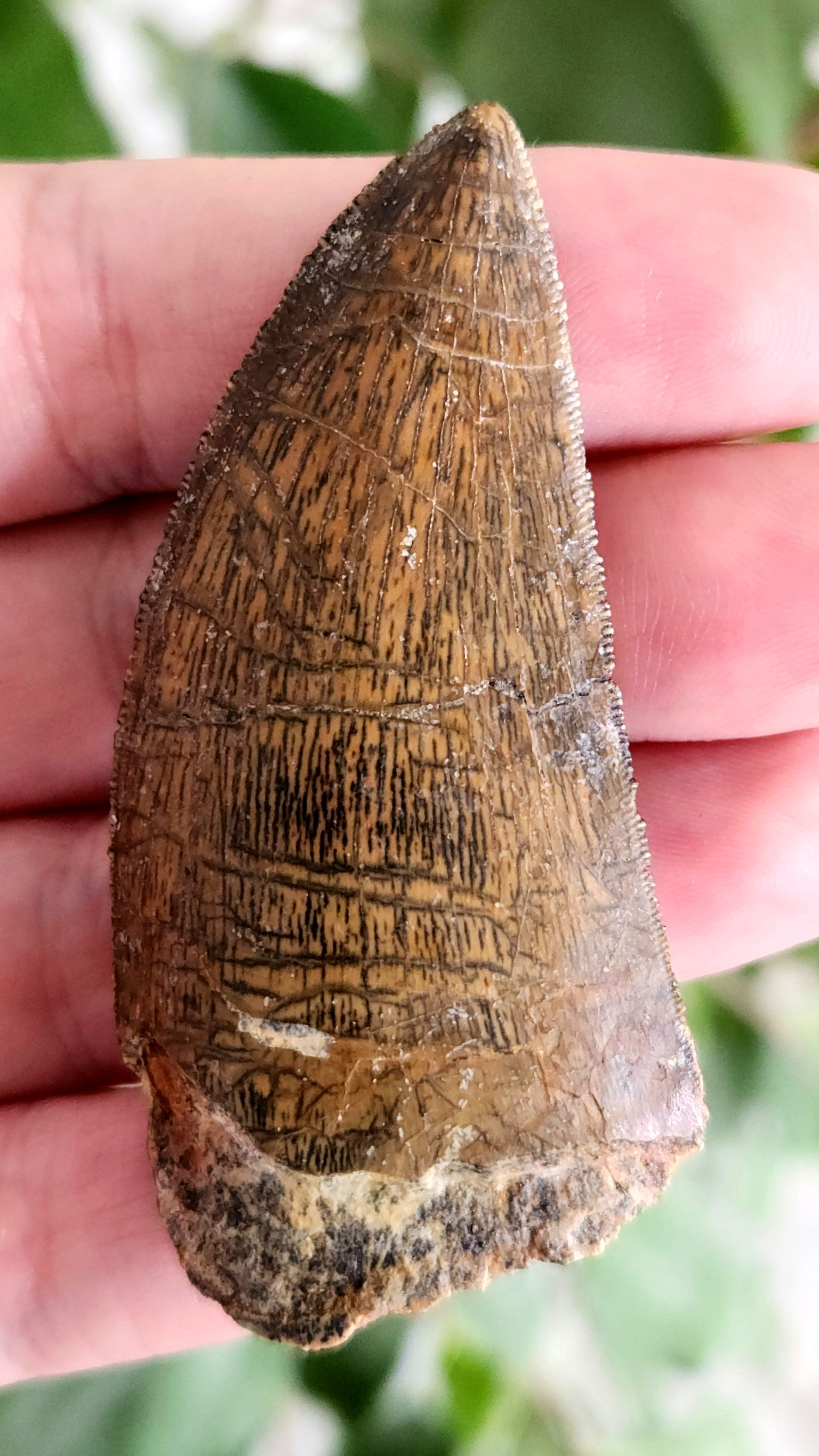 Dinosaur Fossils For Sale | InStoneFossils.com — In Stone Fossils