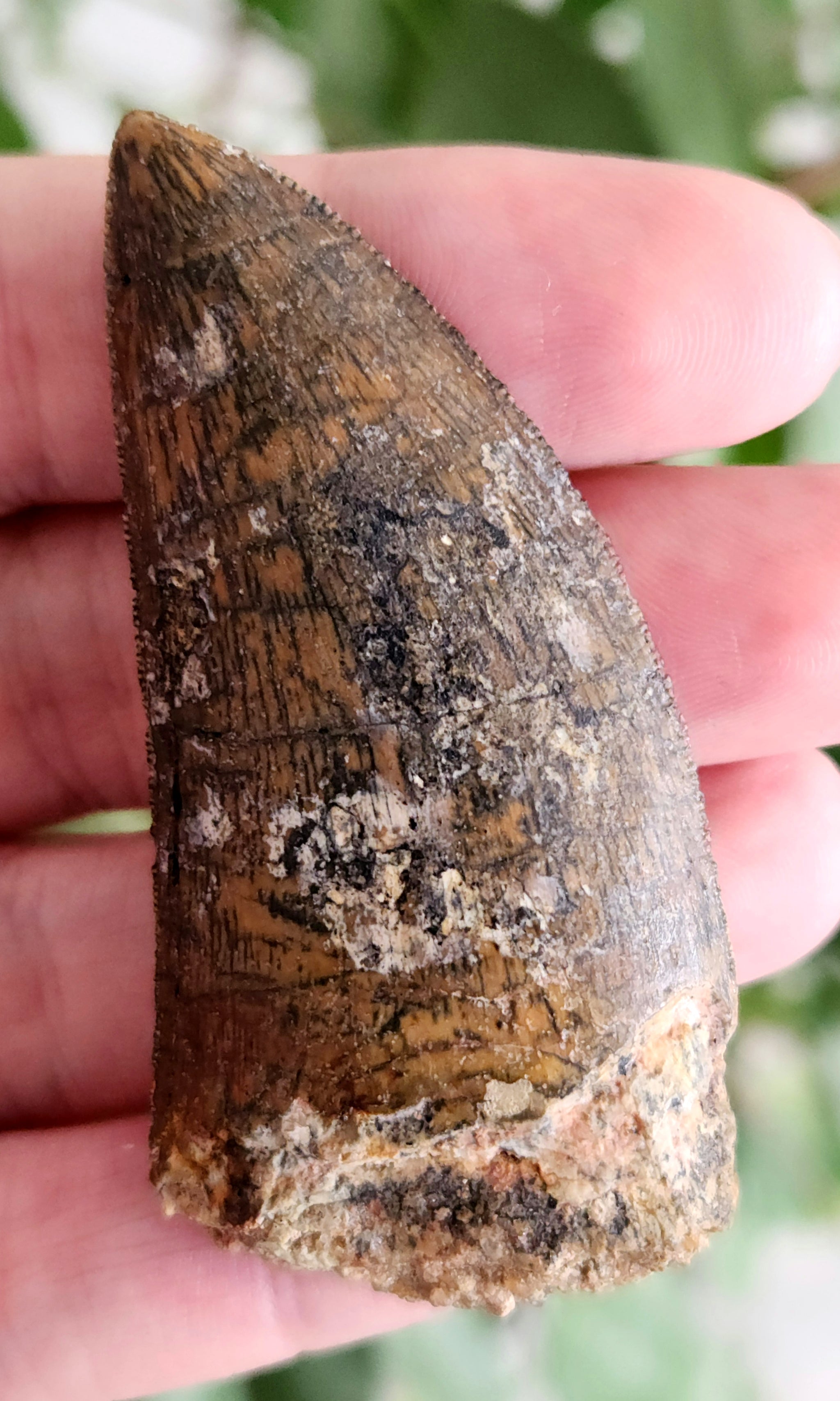 Dinosaur Fossils For Sale | InStoneFossils.com — In Stone Fossils