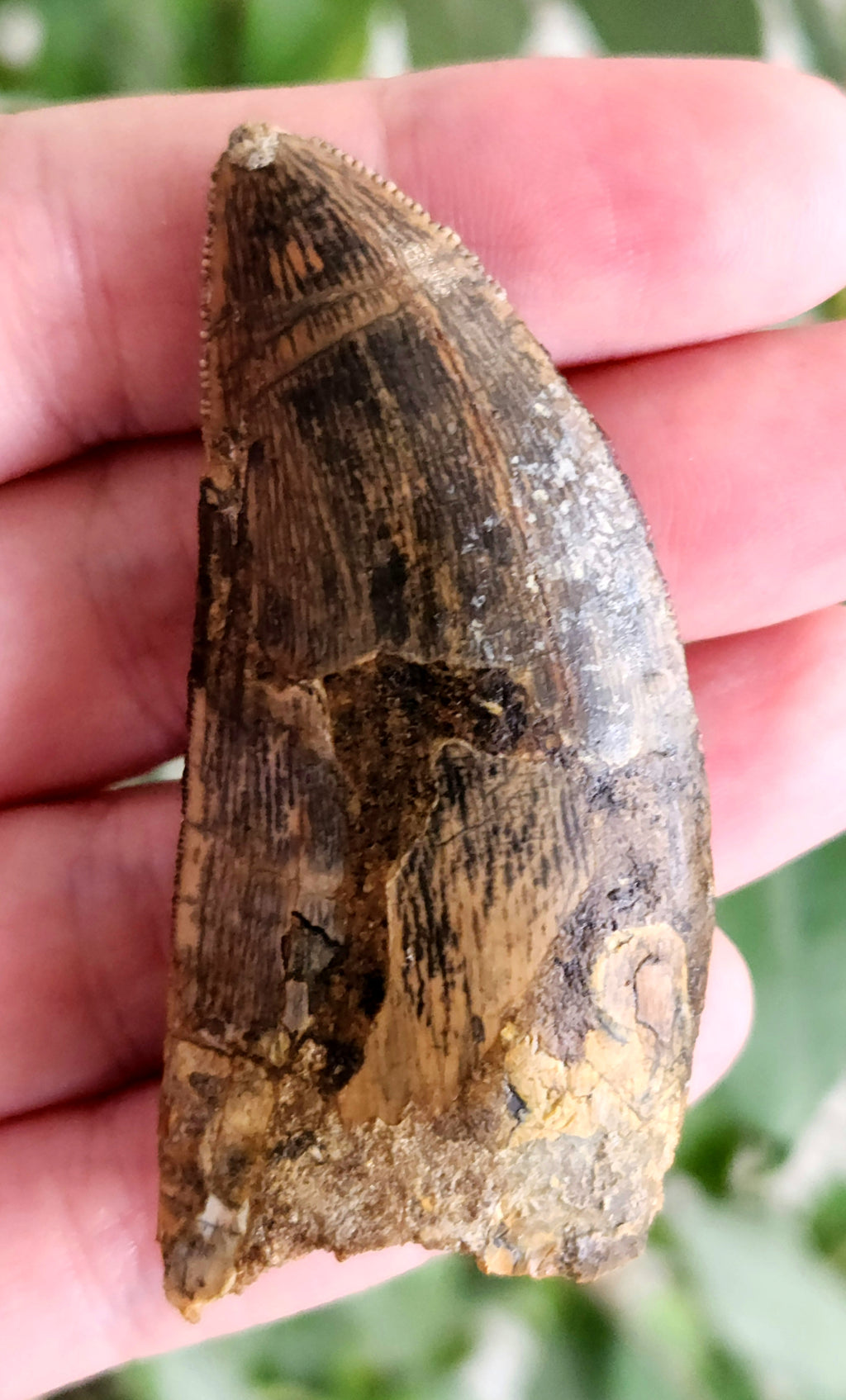 Dinosaur Fossils For Sale | InStoneFossils.com — In Stone Fossils