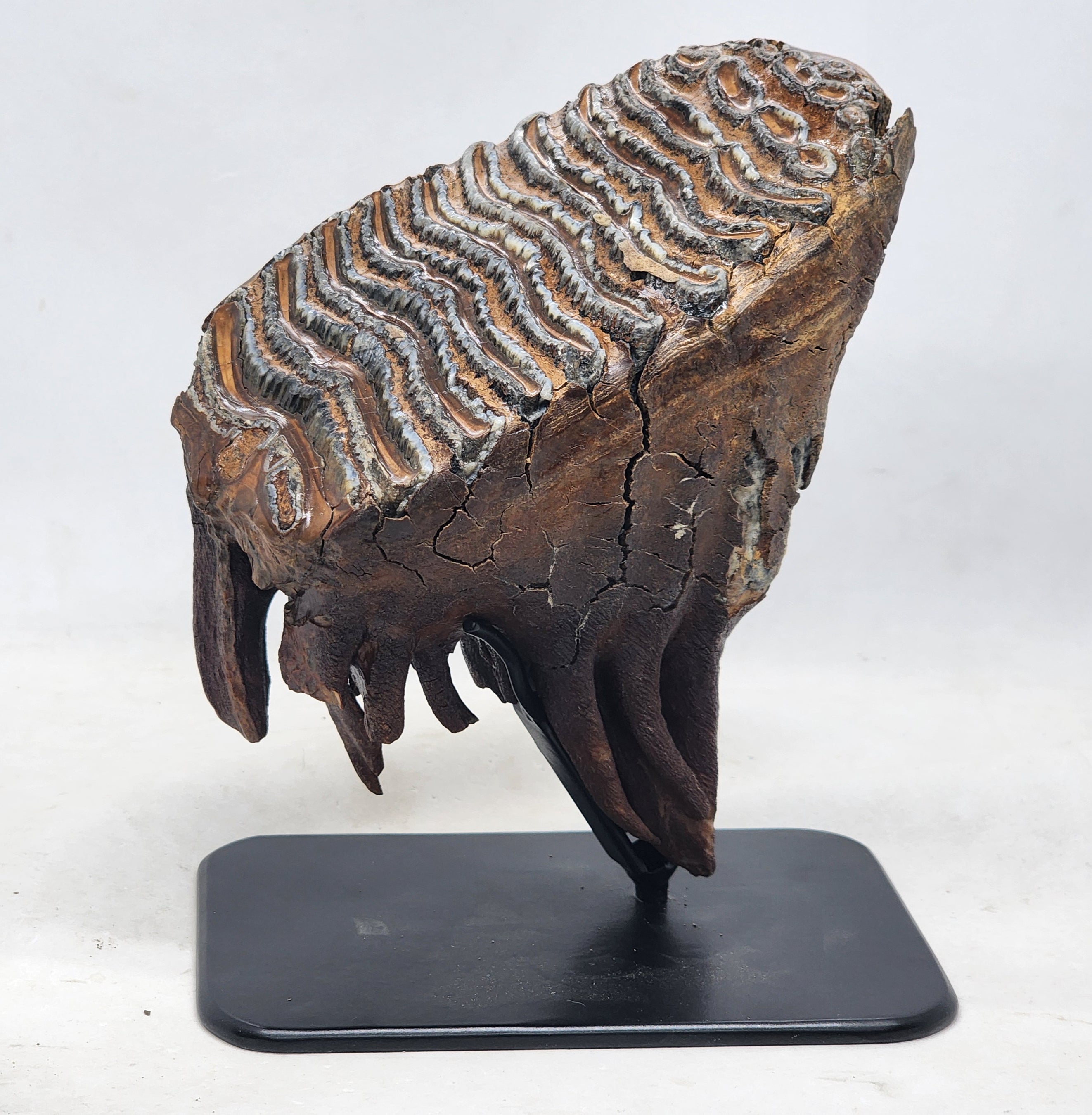 Fossils For Sale | Authenticity Guaranteed — In Stone Fossils