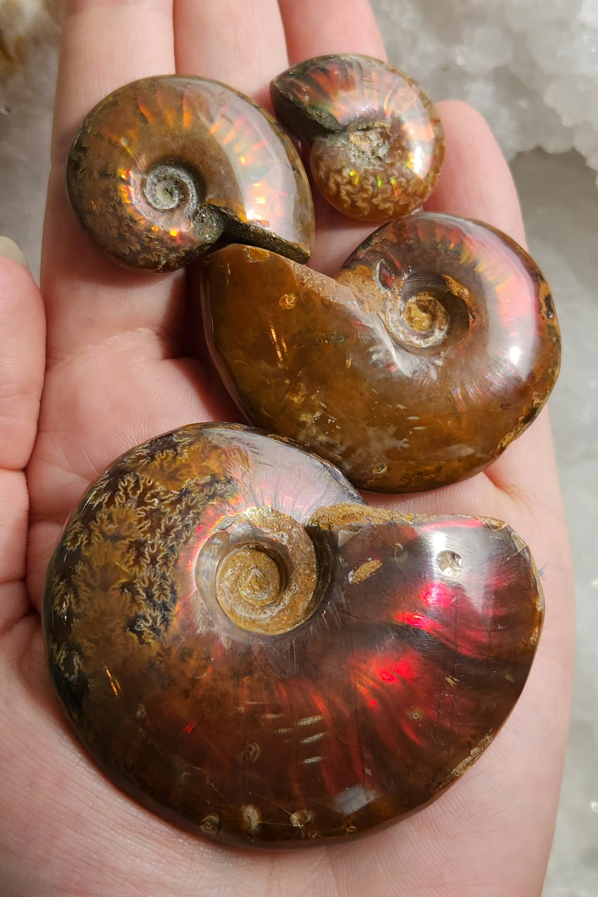 Fire Ammonites - Small | Medium | Large | Extra Large 7086076461211 ...