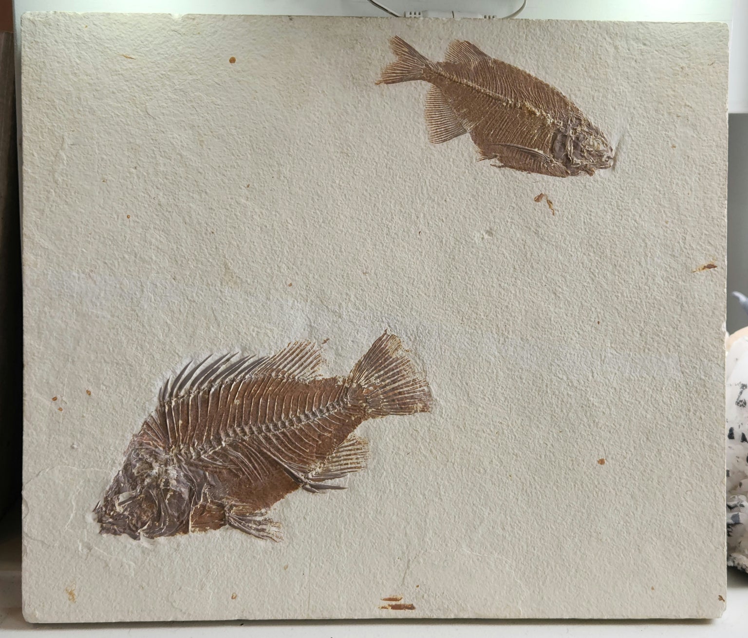 Green River Formation Fossils — In Stone Fossils
