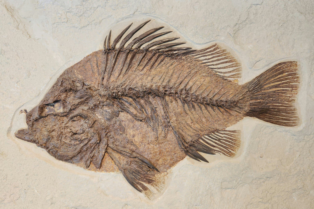 Buy Museum Grade Wyoming Fossil Fish - InStoneFossils.com — In Stone ...