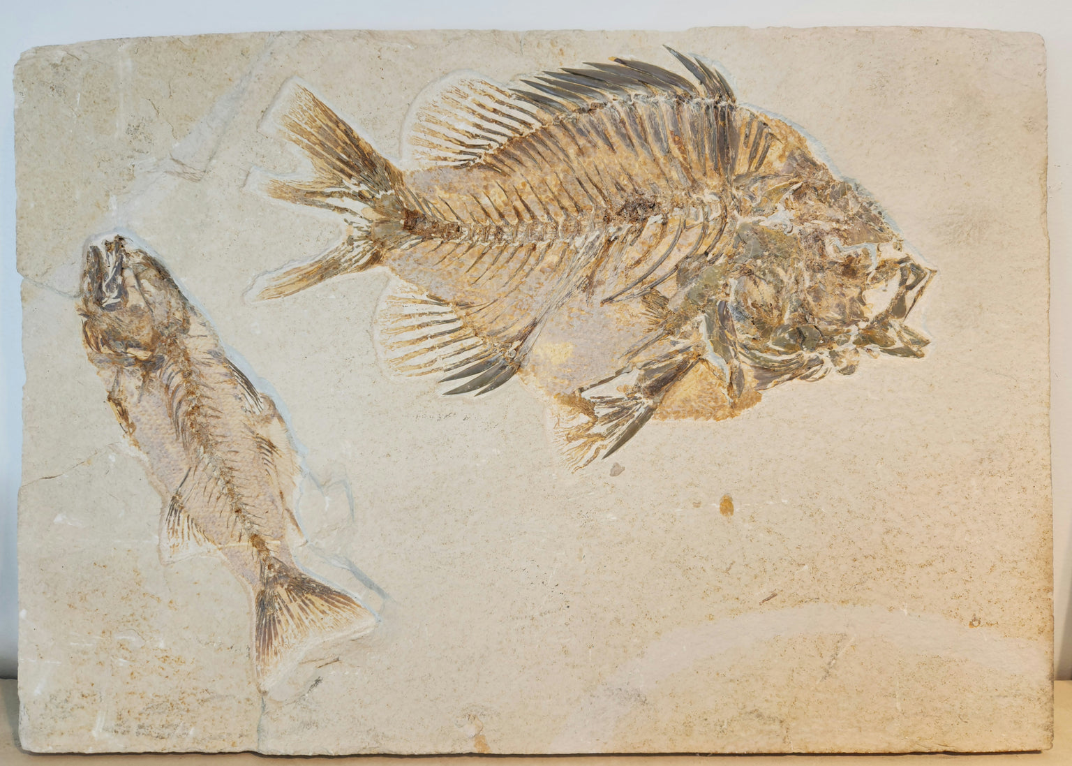 Green River Formation Fossils — In Stone Fossils