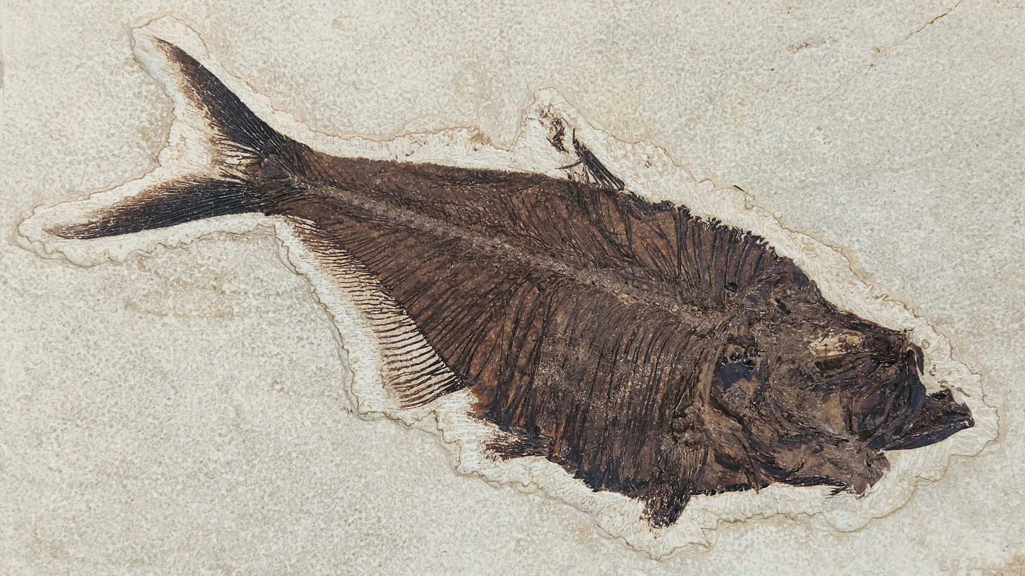 Green River Formation Fossils — In Stone Fossils