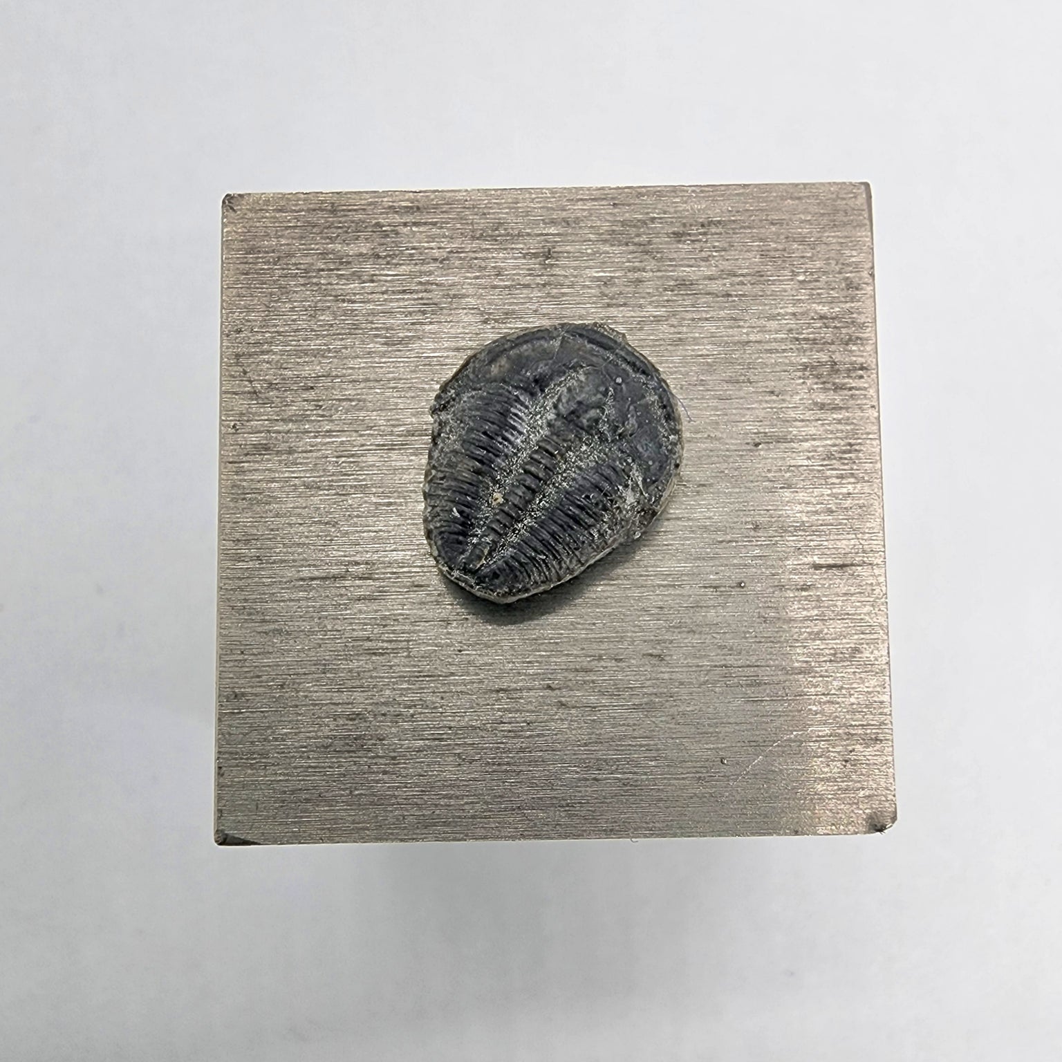 Authentic Trilobite Fossils For Sale | InStoneFossils.com — In Stone ...