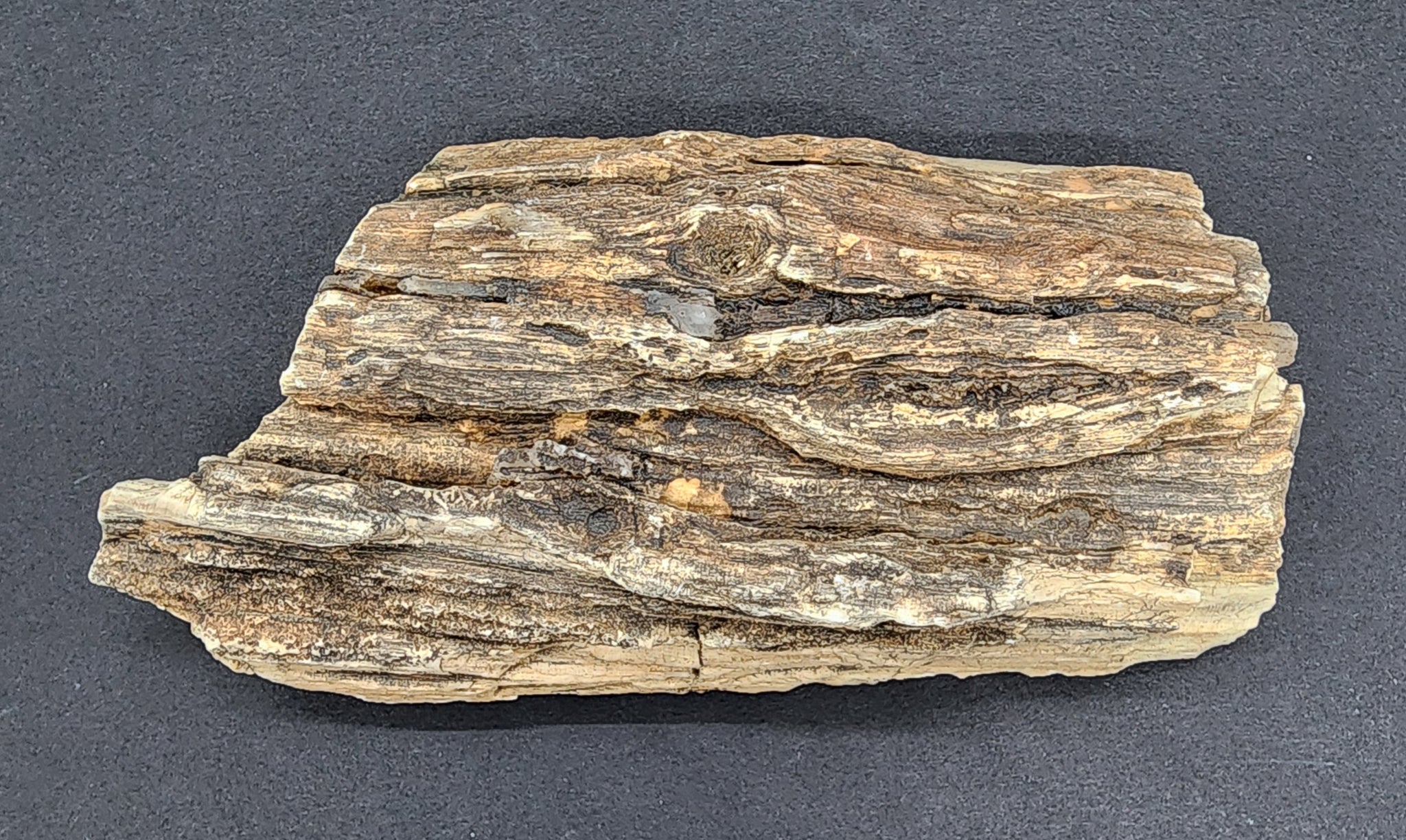 Petrified Wood For Sale | InStoneFossils.com — In Stone Fossils