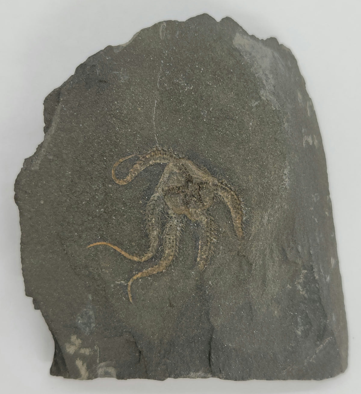 Ophiuroidea Brittle Star | Morocco — In Stone Fossils