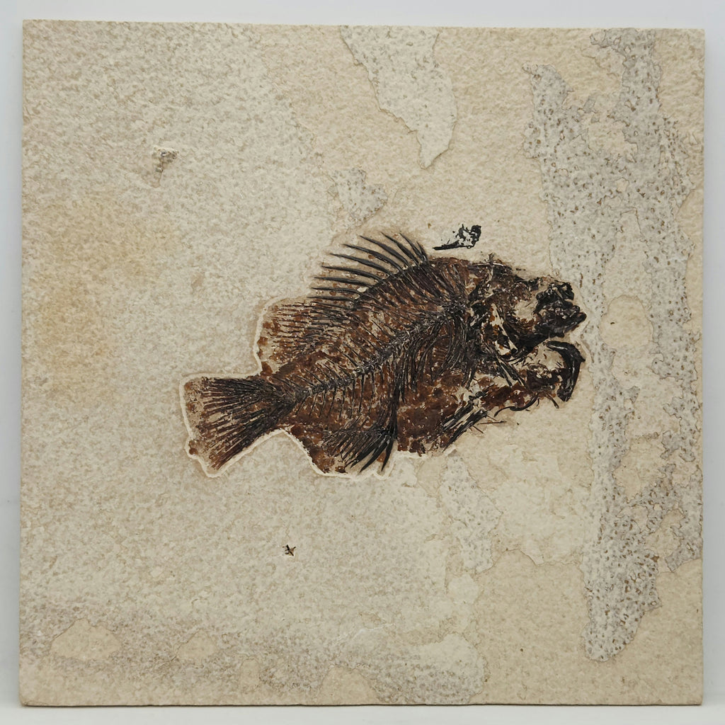 Fossils For Sale | Authenticity Guaranteed — In Stone Fossils
