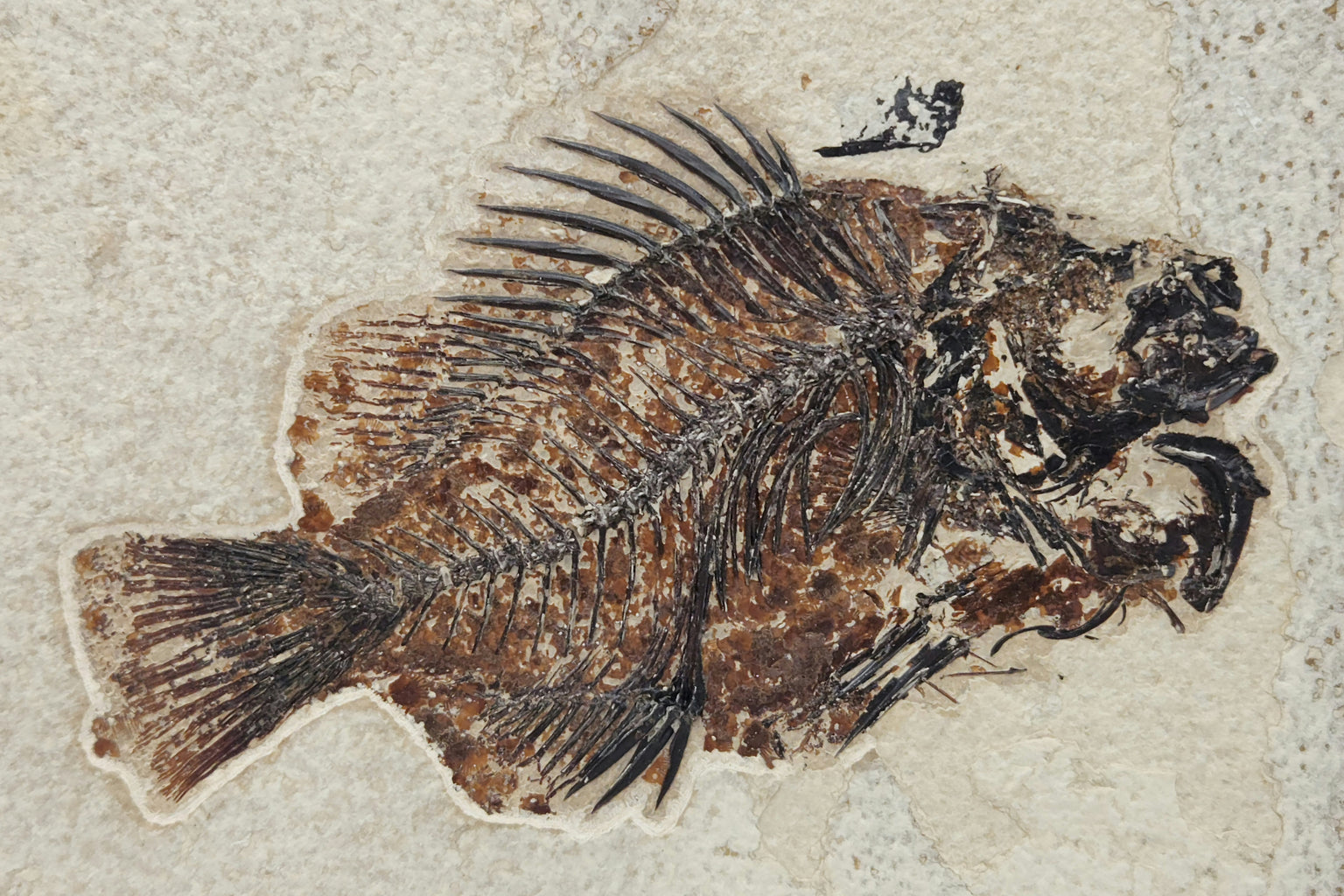 Fossils For Sale | Authenticity Guaranteed — In Stone Fossils
