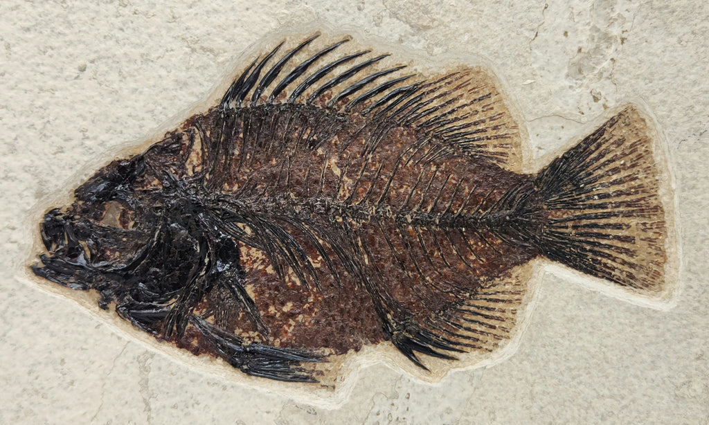 Fossils For Sale | Authenticity Guaranteed — In Stone Fossils