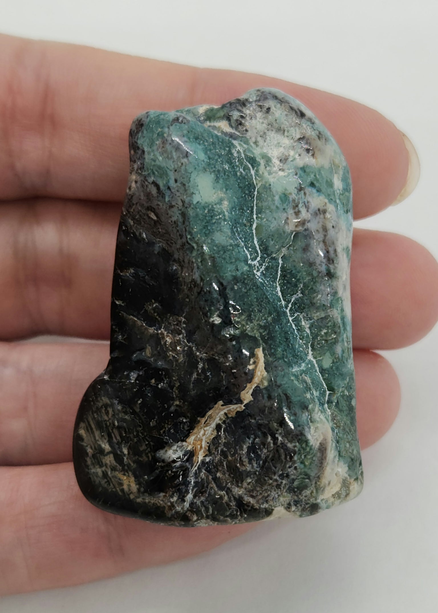 Fossils For Sale | Authenticity Guaranteed — In Stone Fossils