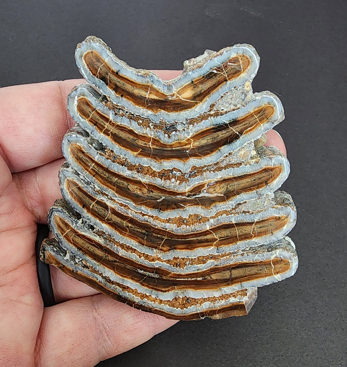 Polished Mammoth Molar Slice — In Stone Fossils
