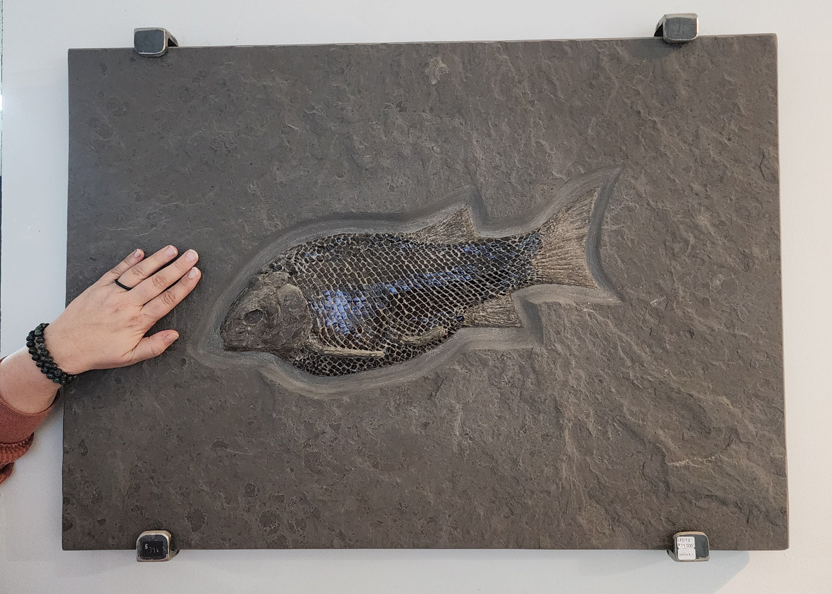 Fossils For Sale | Authenticity Guaranteed — In Stone Fossils